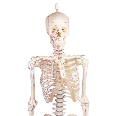 Mini Skeleton Models | Health and Care
